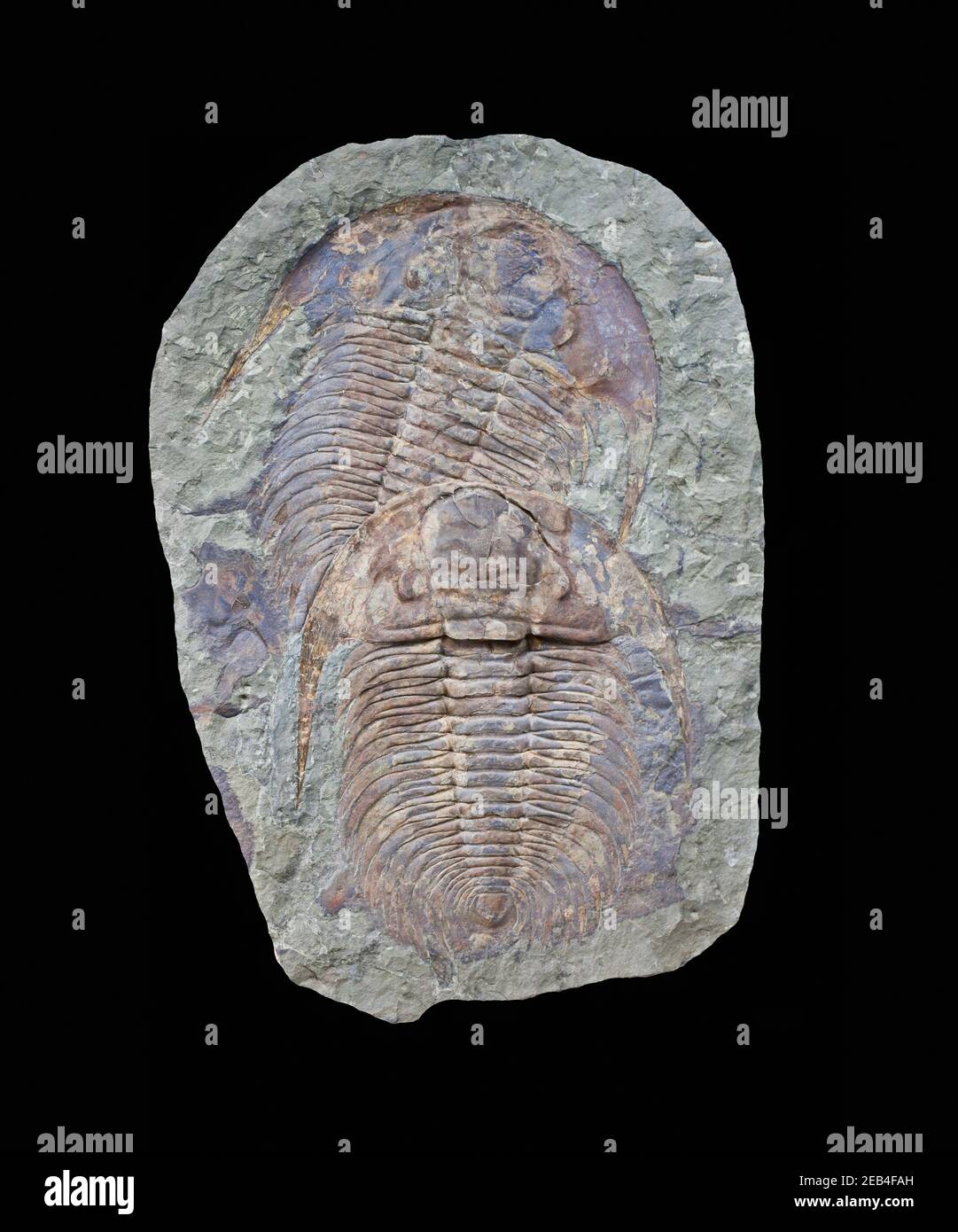 Trilobite shell hi-res stock photography and images - Alamy
