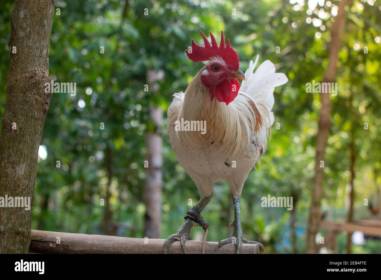 Cock Fight Fighting Pelea de Gallos Siargao Island The Philippines ...