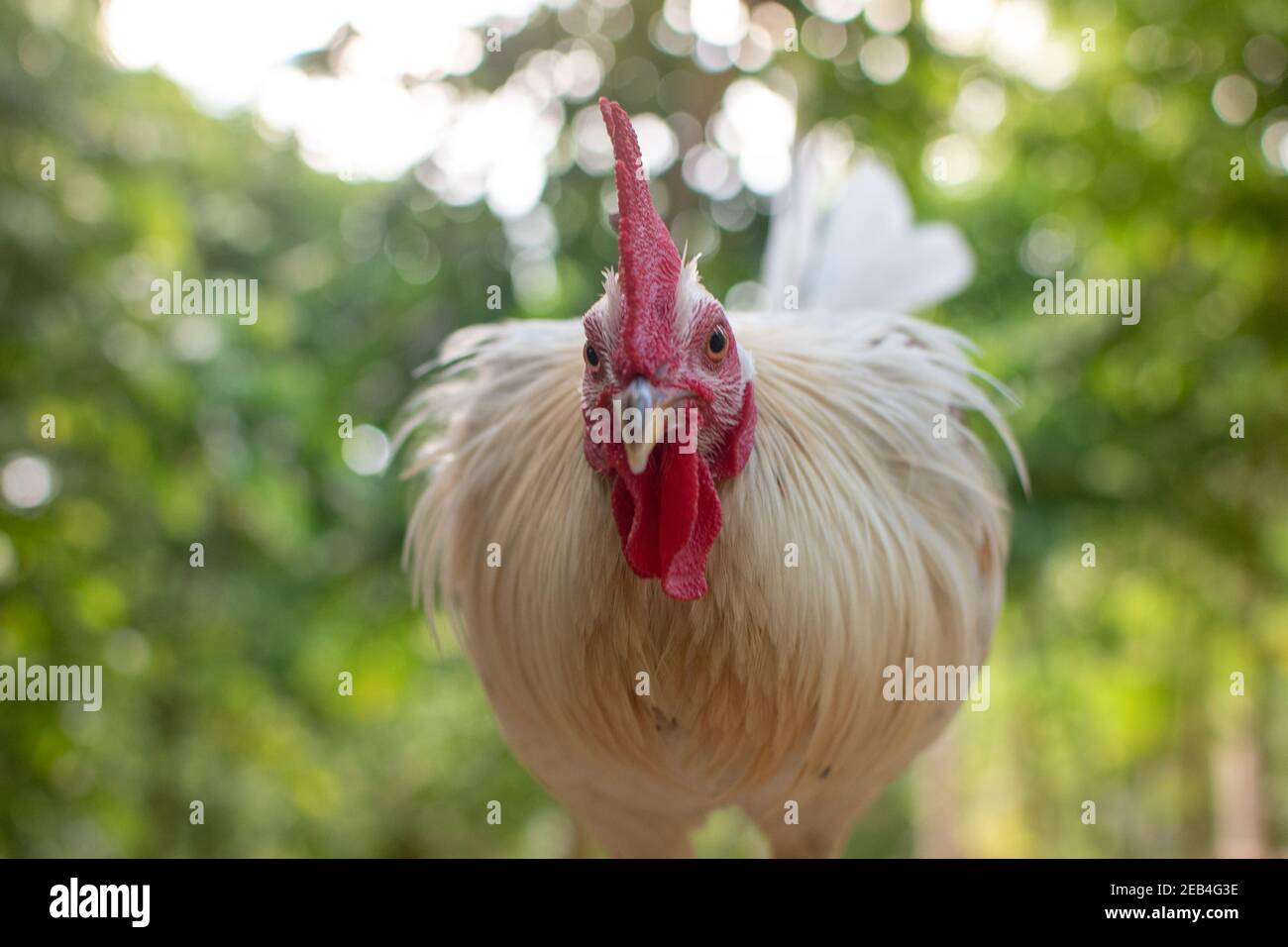 Cock Fight Fighting Pelea de Gallos Siargao Island The Philippines ...