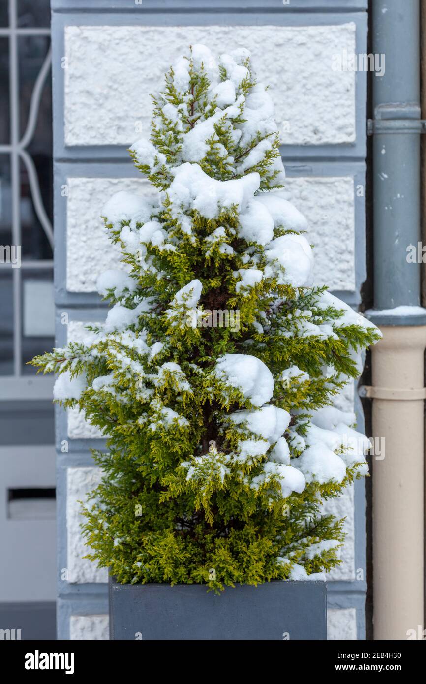 Nadelbaum als Dekoration in einem Blumenkübel, Deutschland, Europa ...