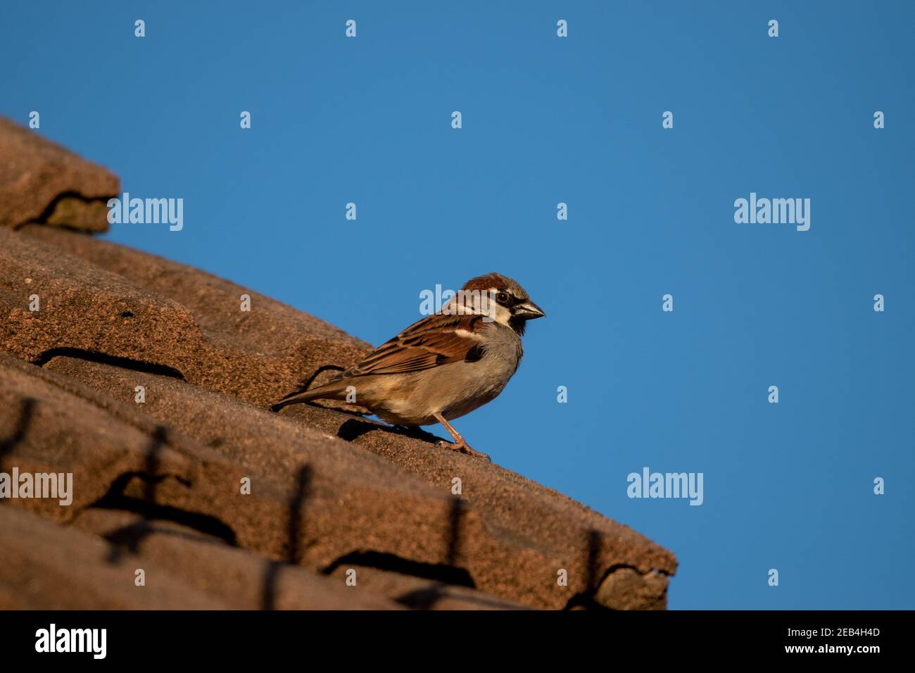 Sparrow on a roof Stock Photo - Alamy