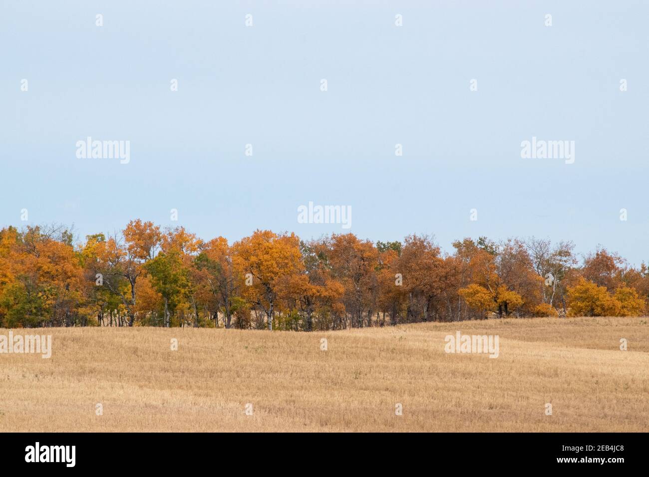 Whitewood harvest hi-res stock photography and images - Alamy