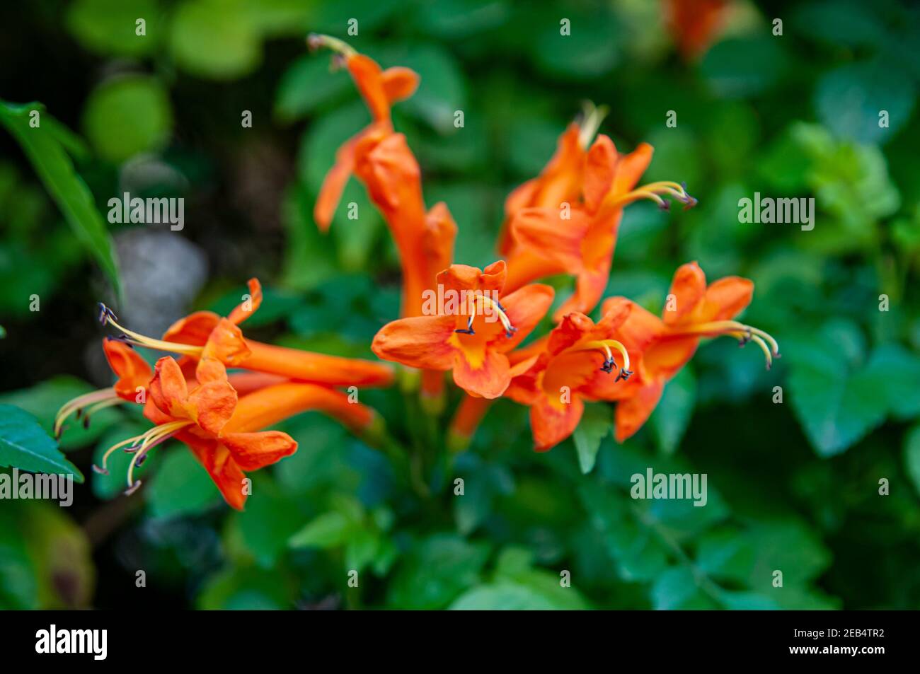 Flame trumpet or Orange trumpet also commonly known as flamevine or ...