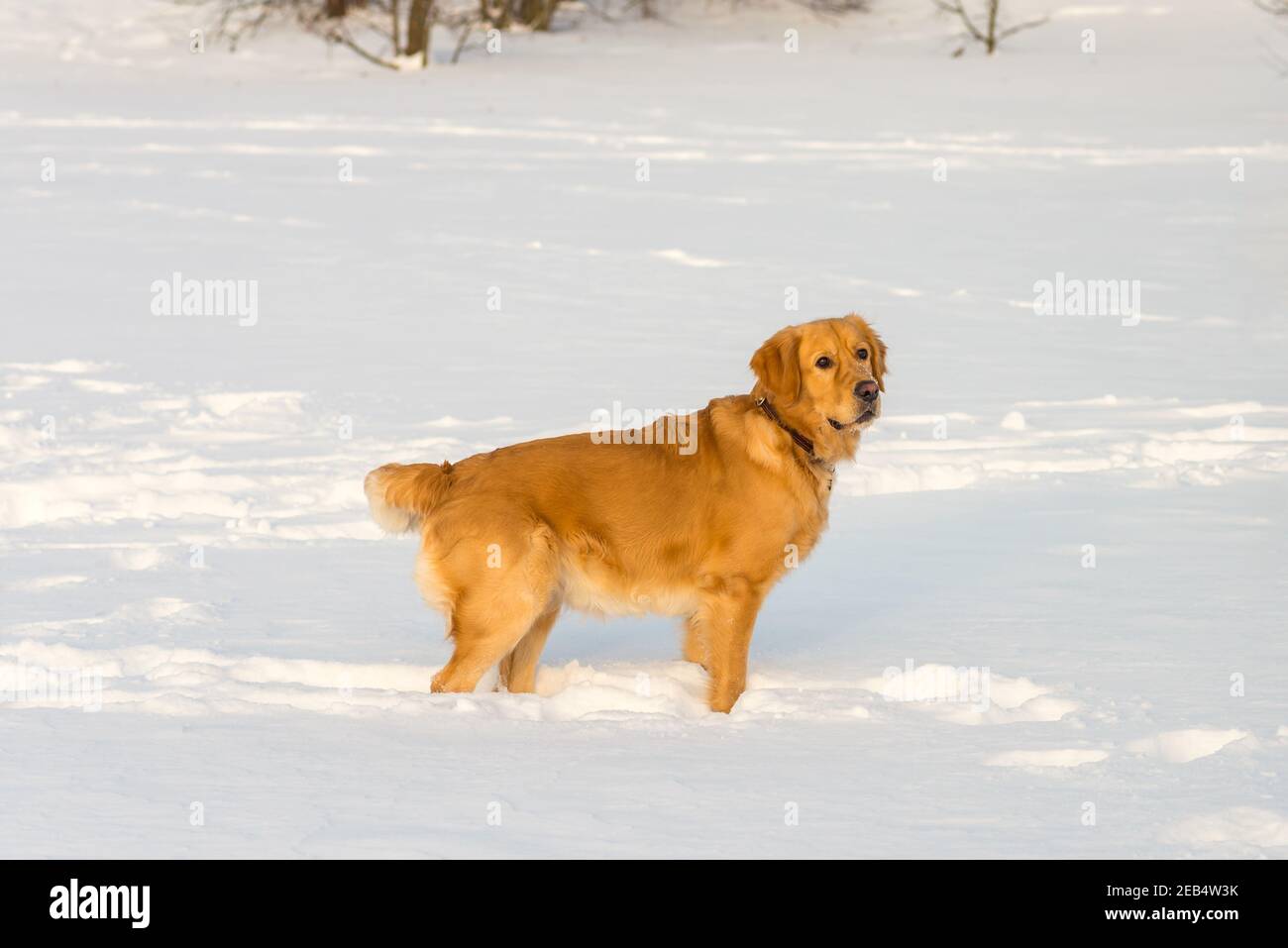 Lovely golden retriever playful stand sitting in the snow at evening in ...