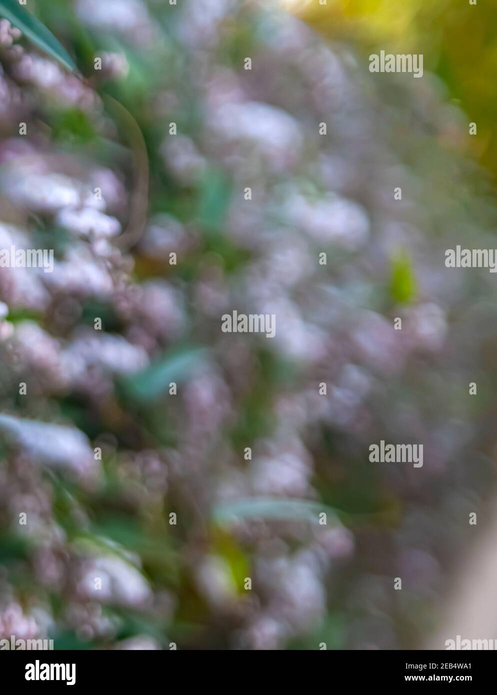 Selective obstruction hi-res stock photography and images - Alamy