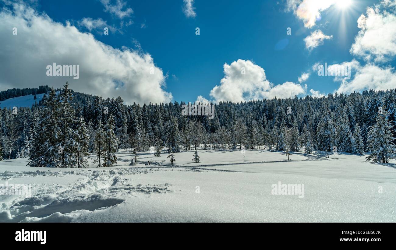in the middle of the winter wonderland, with snowy fir trees. a sunny ...
