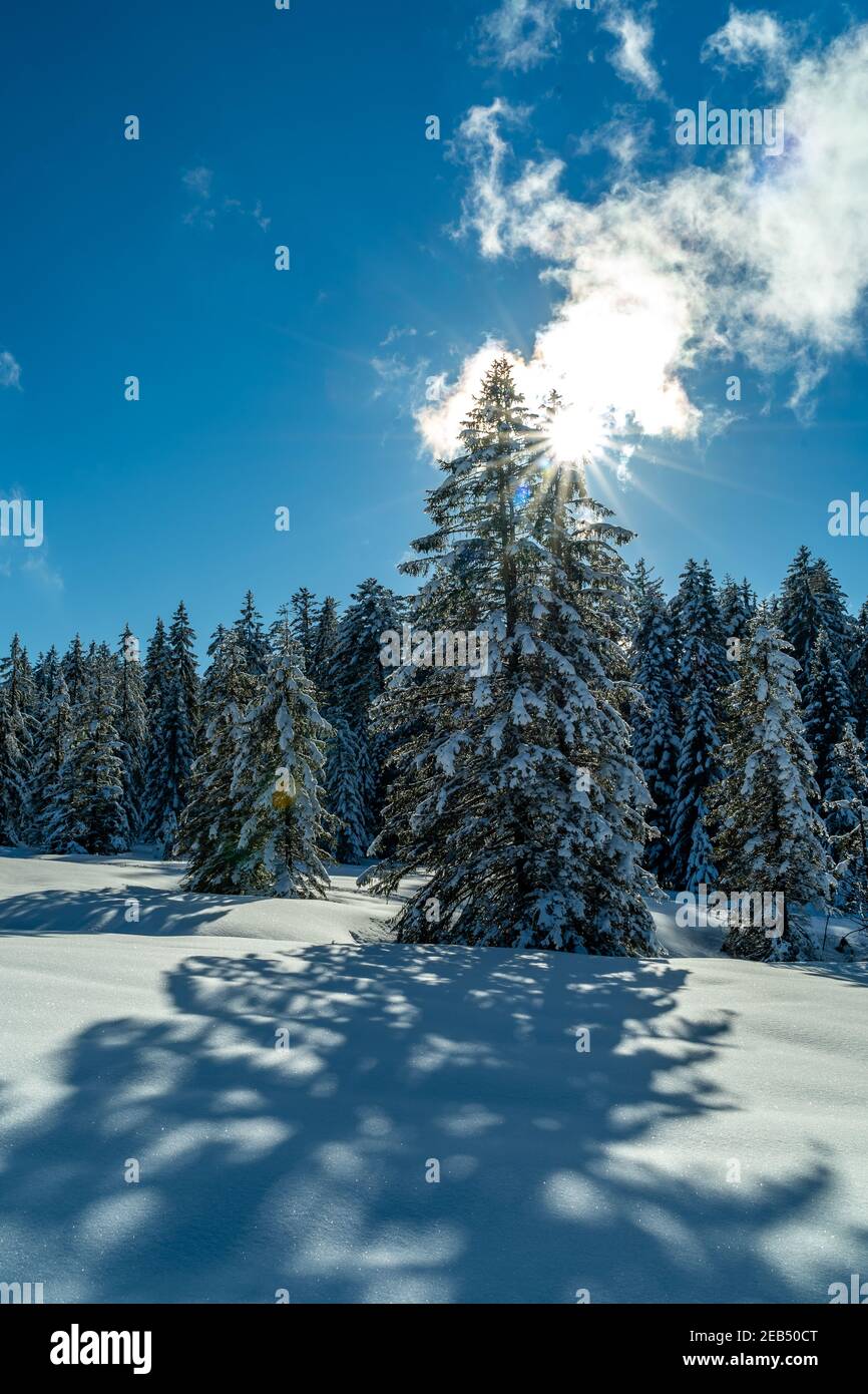 in the middle of the winter wonderland, with snowy fir trees. a sunny ...