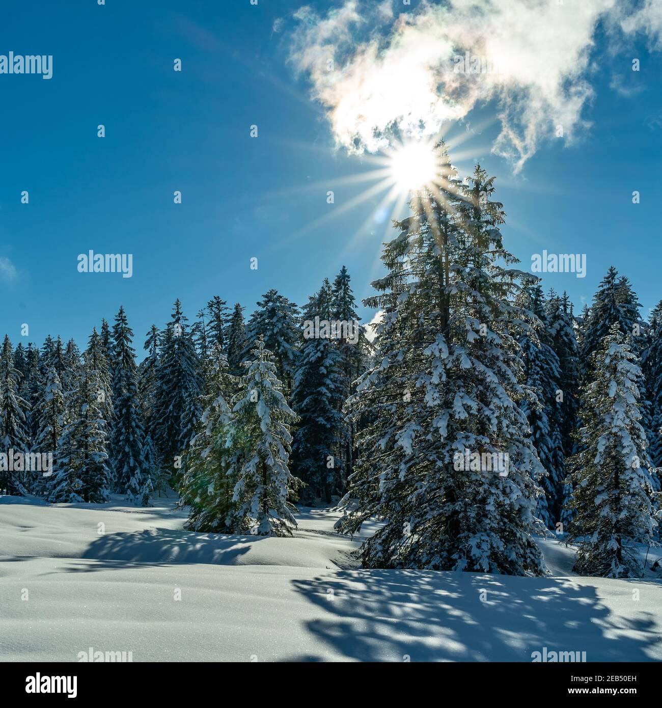 in the middle of the winter wonderland, with snowy fir trees. a sunny ...