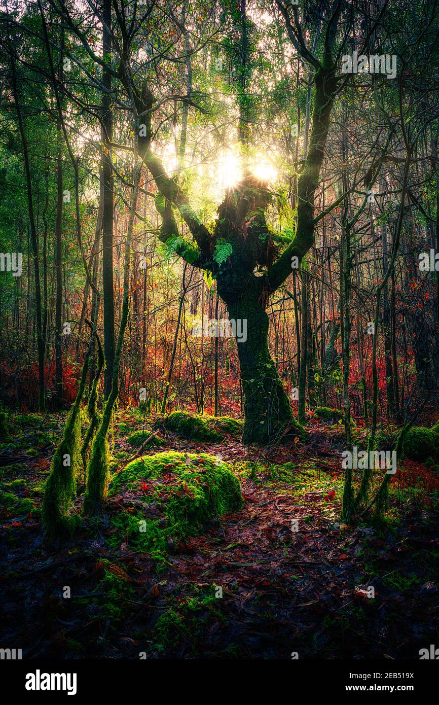 Funny tree hi-res stock photography and images - Alamy