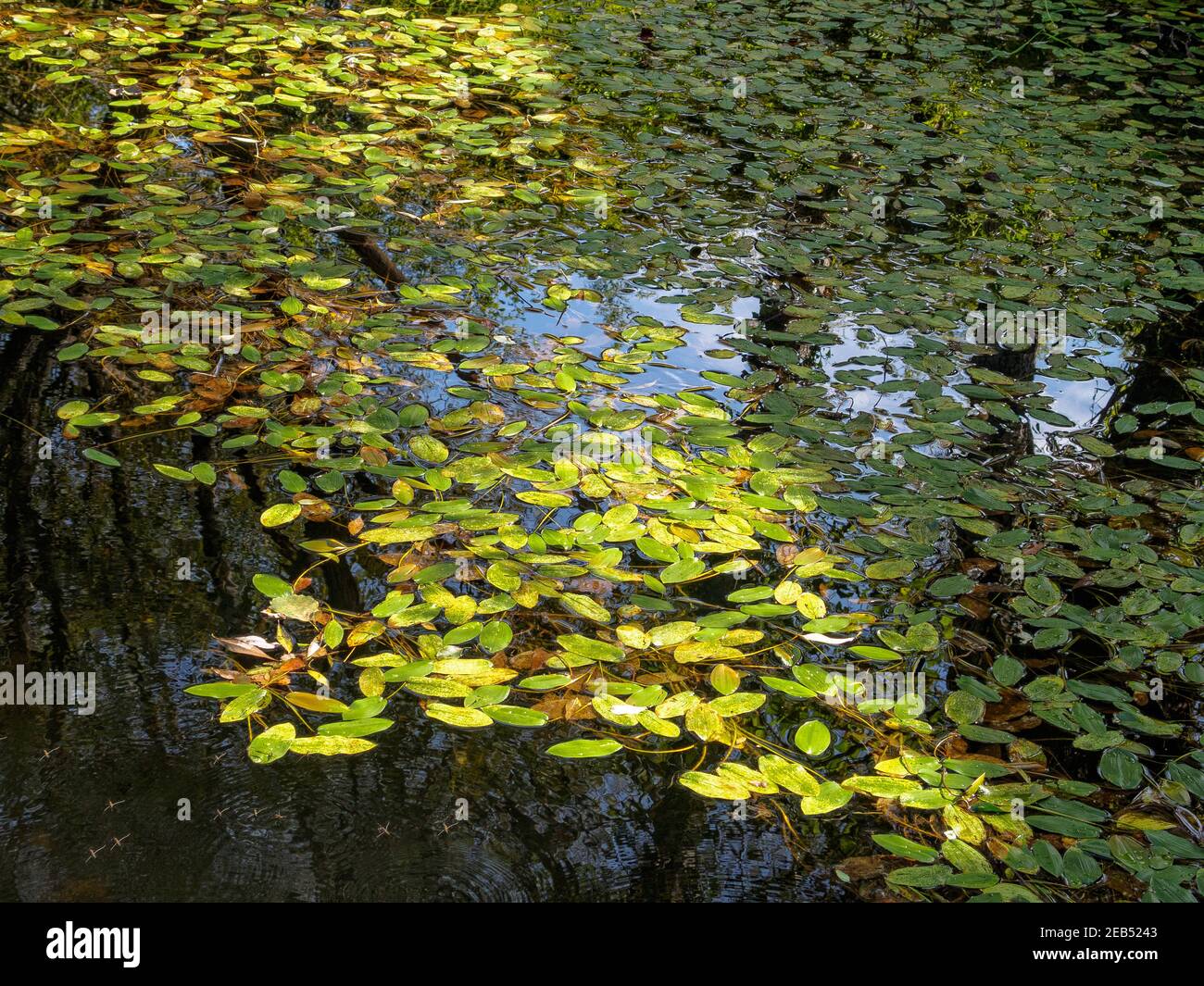 Leaves float on river hi-res stock photography and images - Alamy