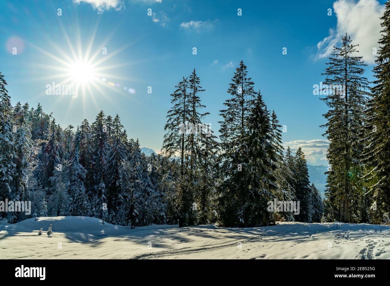 in the middle of the winter wonderland, with snowy fir trees. a sunny ...