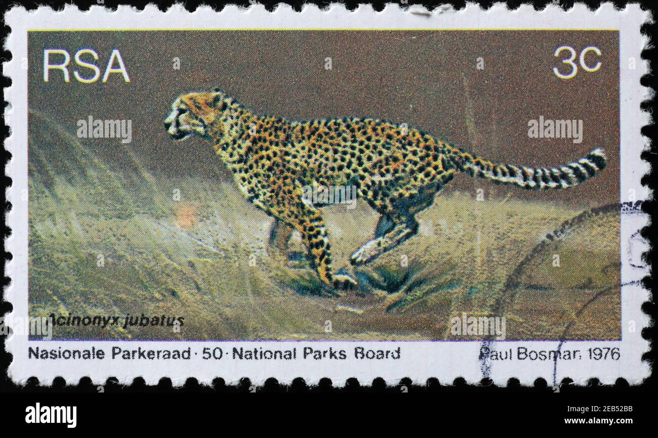 Cheetah on south african postage stamp Stock Photo - Alamy