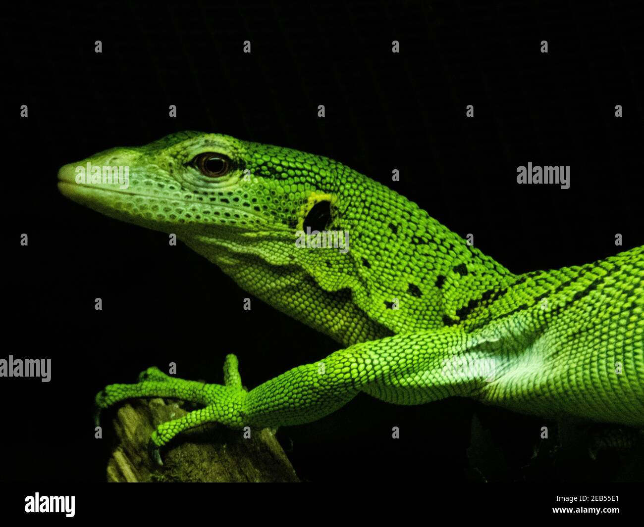 Lizard standing hi-res stock photography and images - Alamy