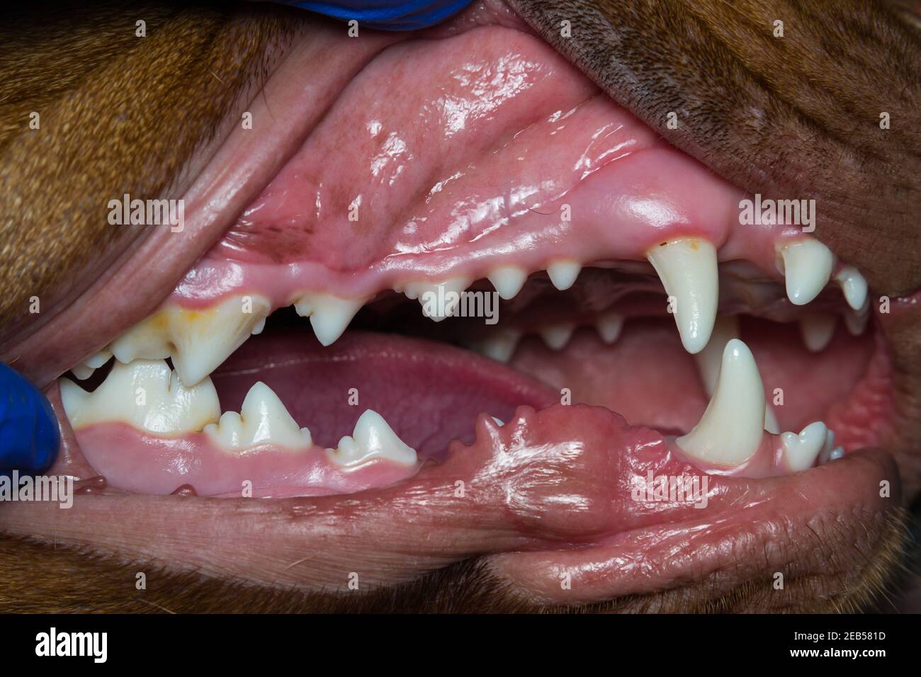 Dog teeth close up hi-res stock photography and images - Alamy