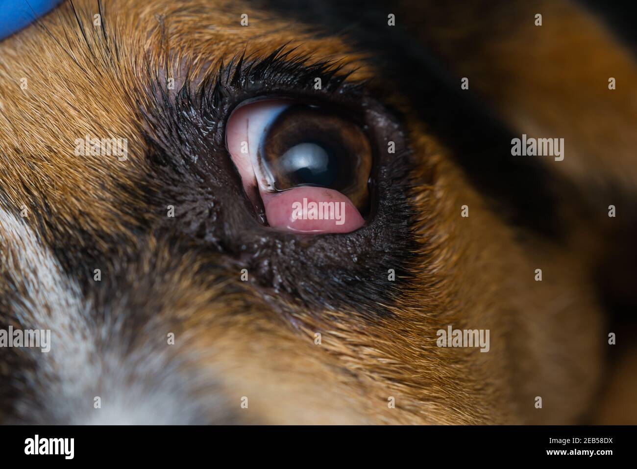 beagle puppy mix with cherry eye before surgery Stock Photo - Alamy