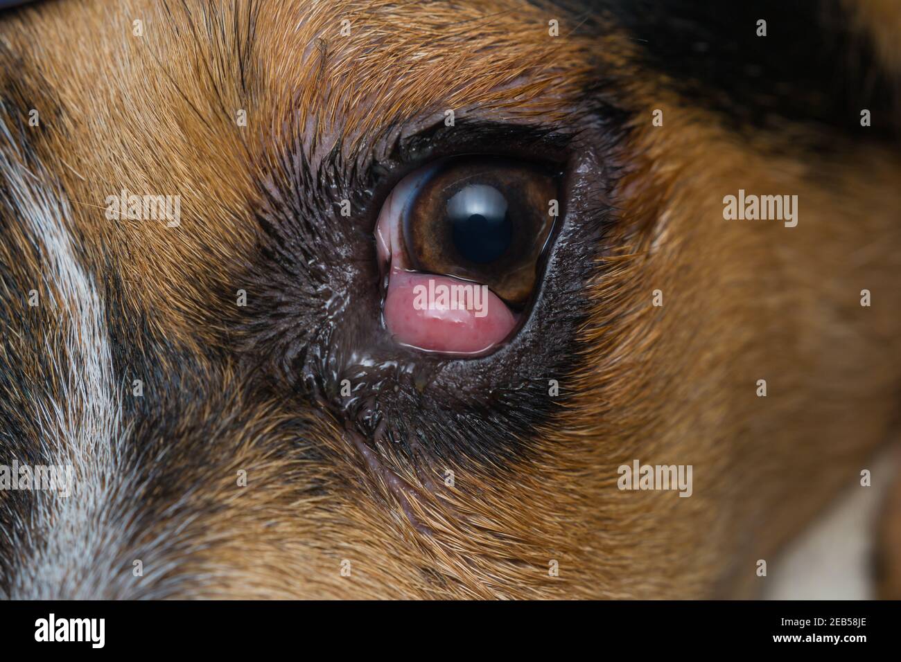 beagle puppy mix with cherry eye before surgery Stock Photo - Alamy
