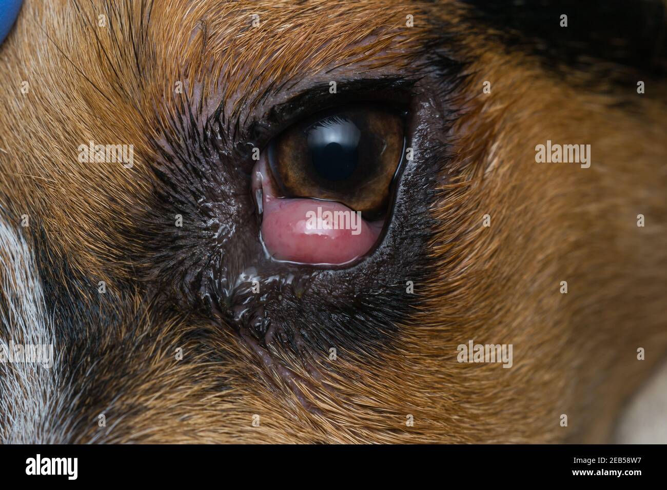 beagle puppy mix with cherry eye before surgery Stock Photo - Alamy