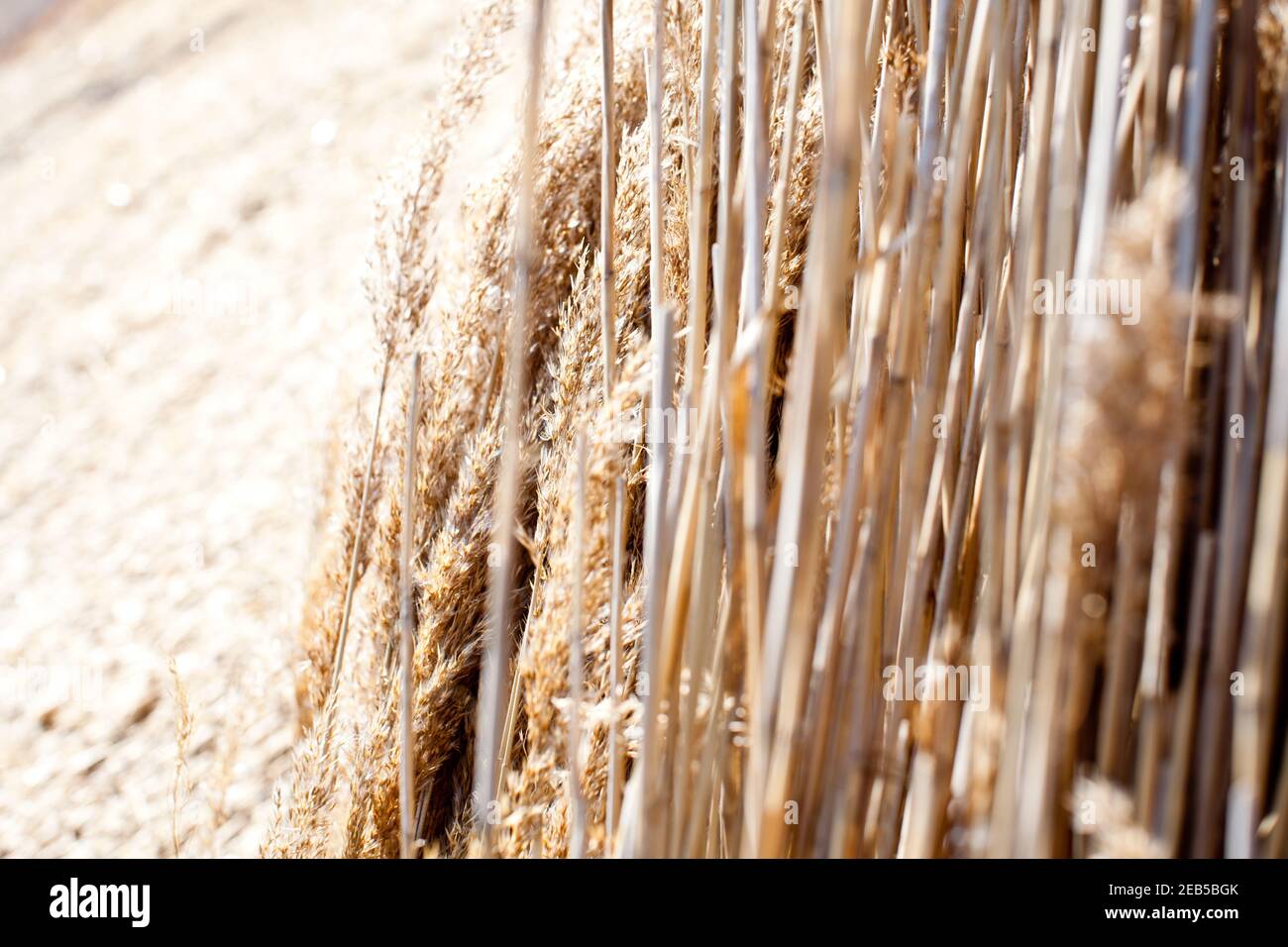 Thatching a Somerset cottage using wheat and traditional hazel spurs ...