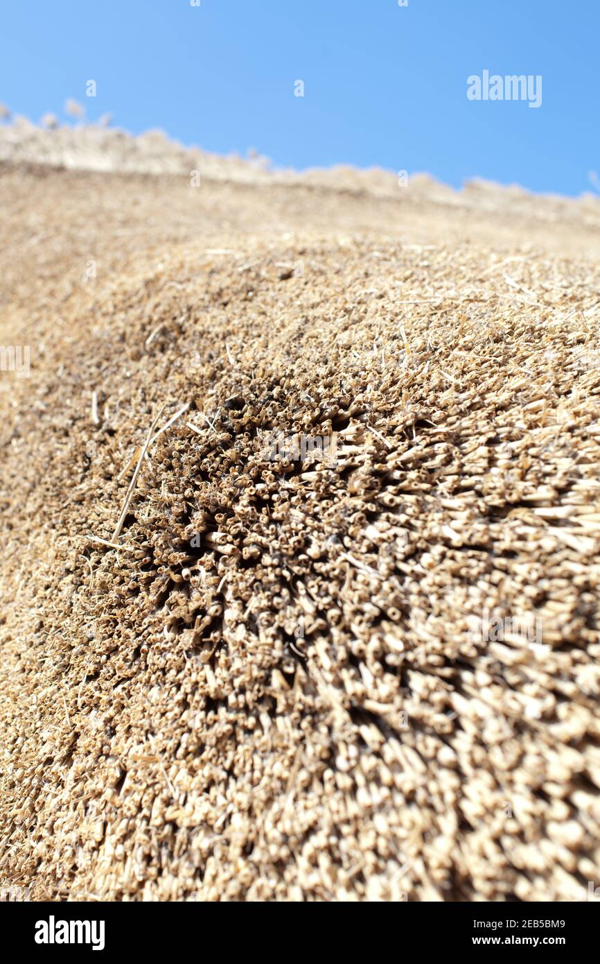 Thatching a Somerset cottage using wheat and traditional hazel spurs ...