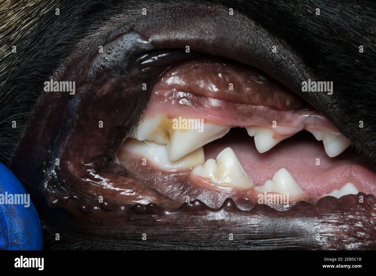 Dog teeth close up hi-res stock photography and images - Alamy