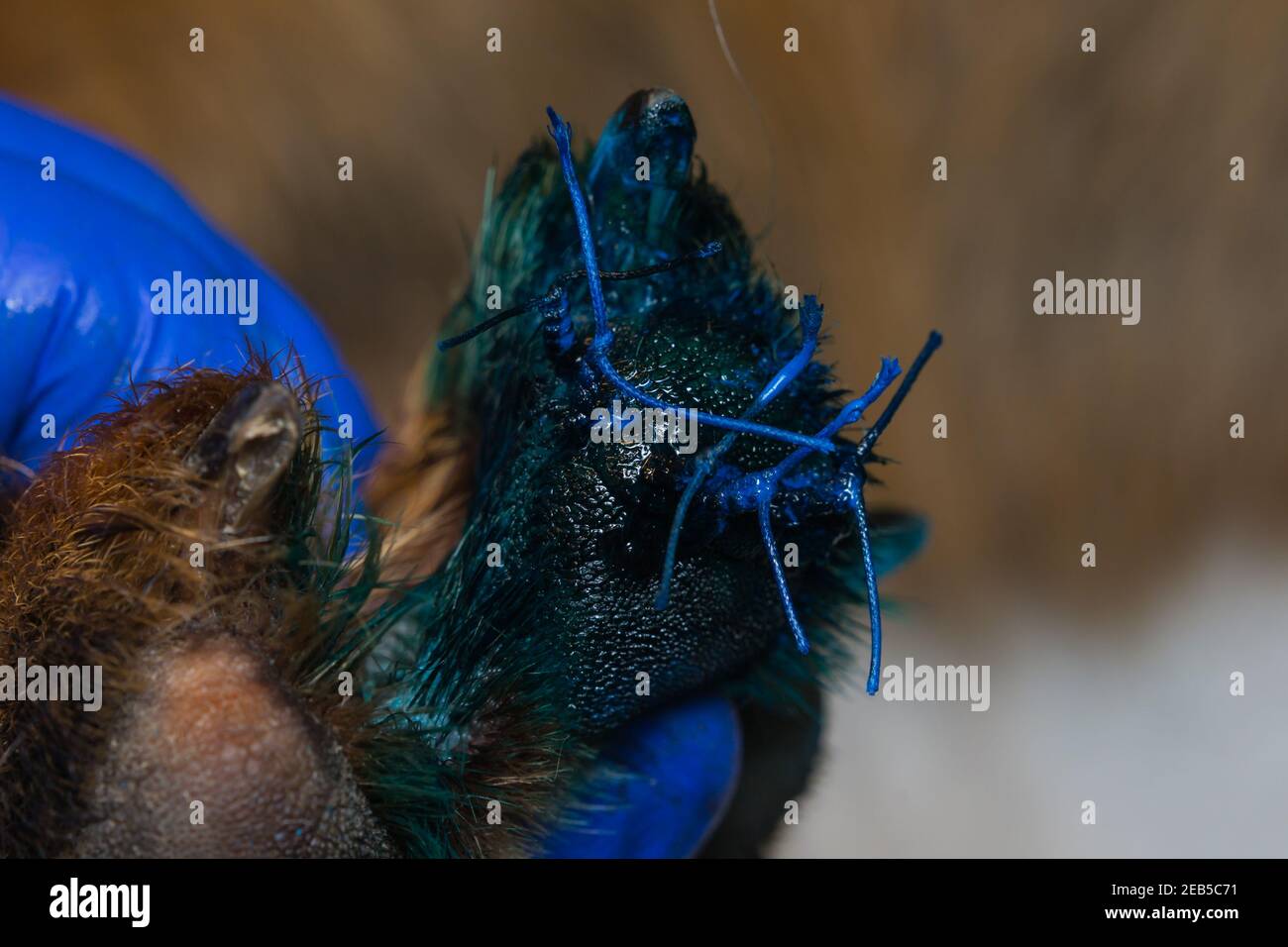 close-up photo of a dog finger sutured wound wih absorbable material ...