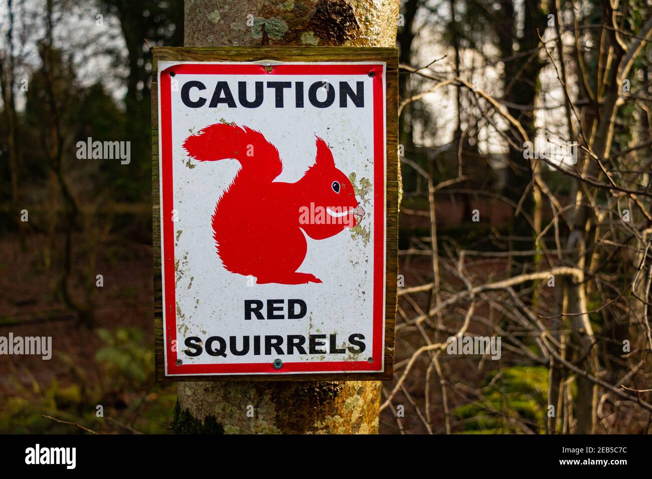 Road sign warning red squirrels hi-res stock photography and images - Alamy