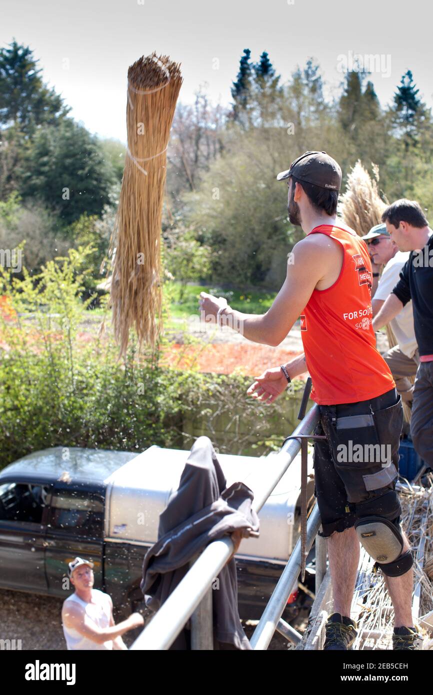 Thatchers skills hi-res stock photography and images - Alamy