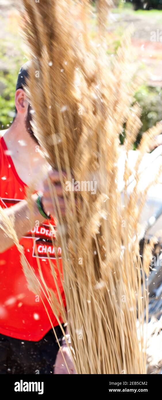 Thatching a Somerset cottage using wheat and traditional hazel spurs ...
