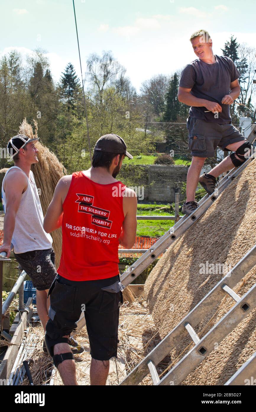 Thatching a Somerset cottage using wheat and traditional hazel spurs ...