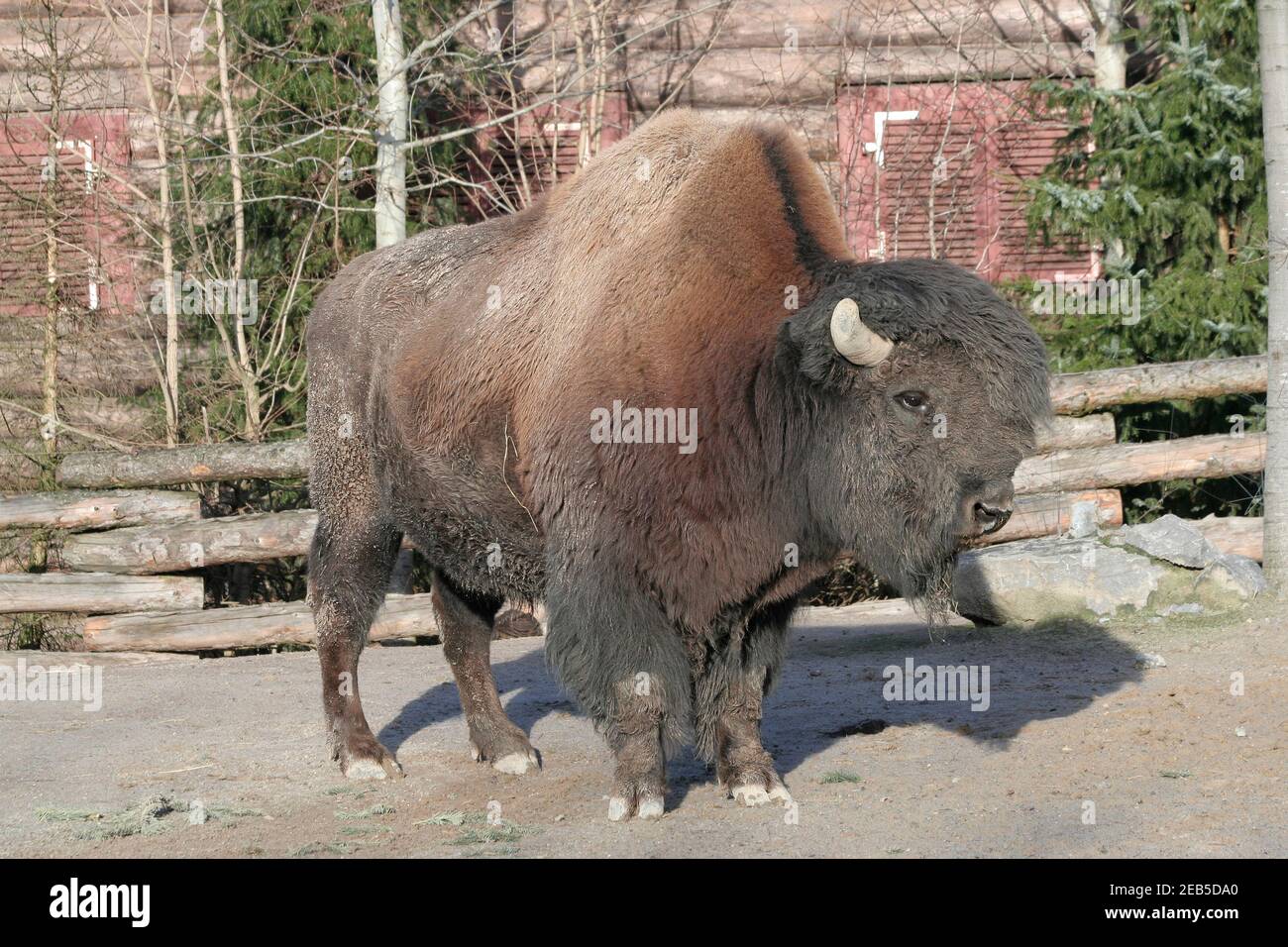 American Bison Standing by the Fences Stock Photo - Alamy