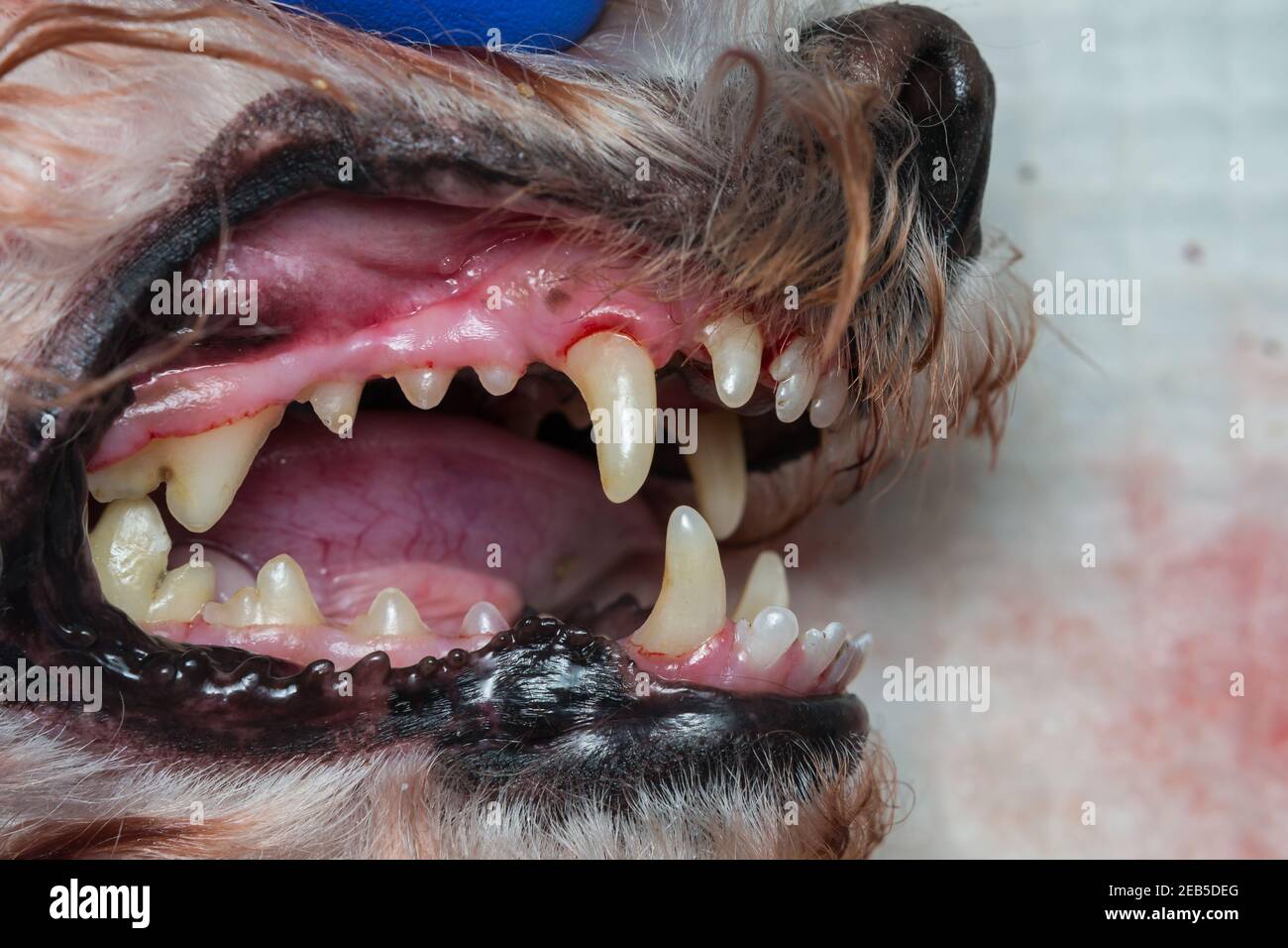 dog teeth after dental scaling Stock Photo - Alamy