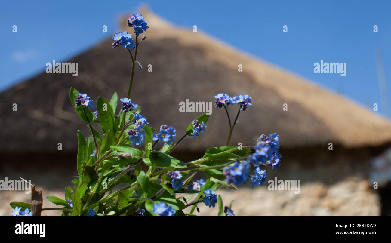Thatching a Somerset cottage using wheat and traditional hazel spurs ...
