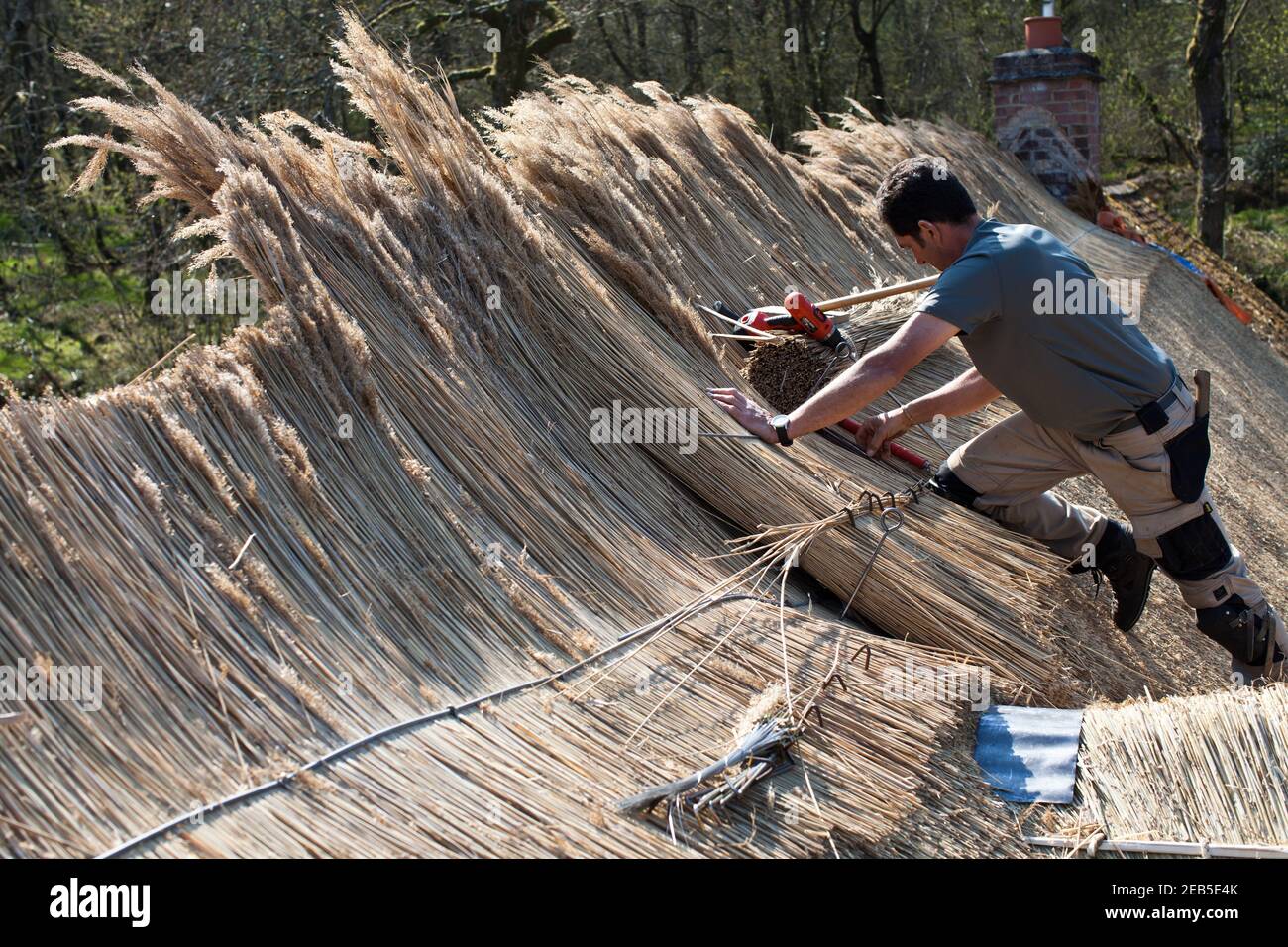 Thatching a Somerset cottage using wheat and traditional hazel spurs ...