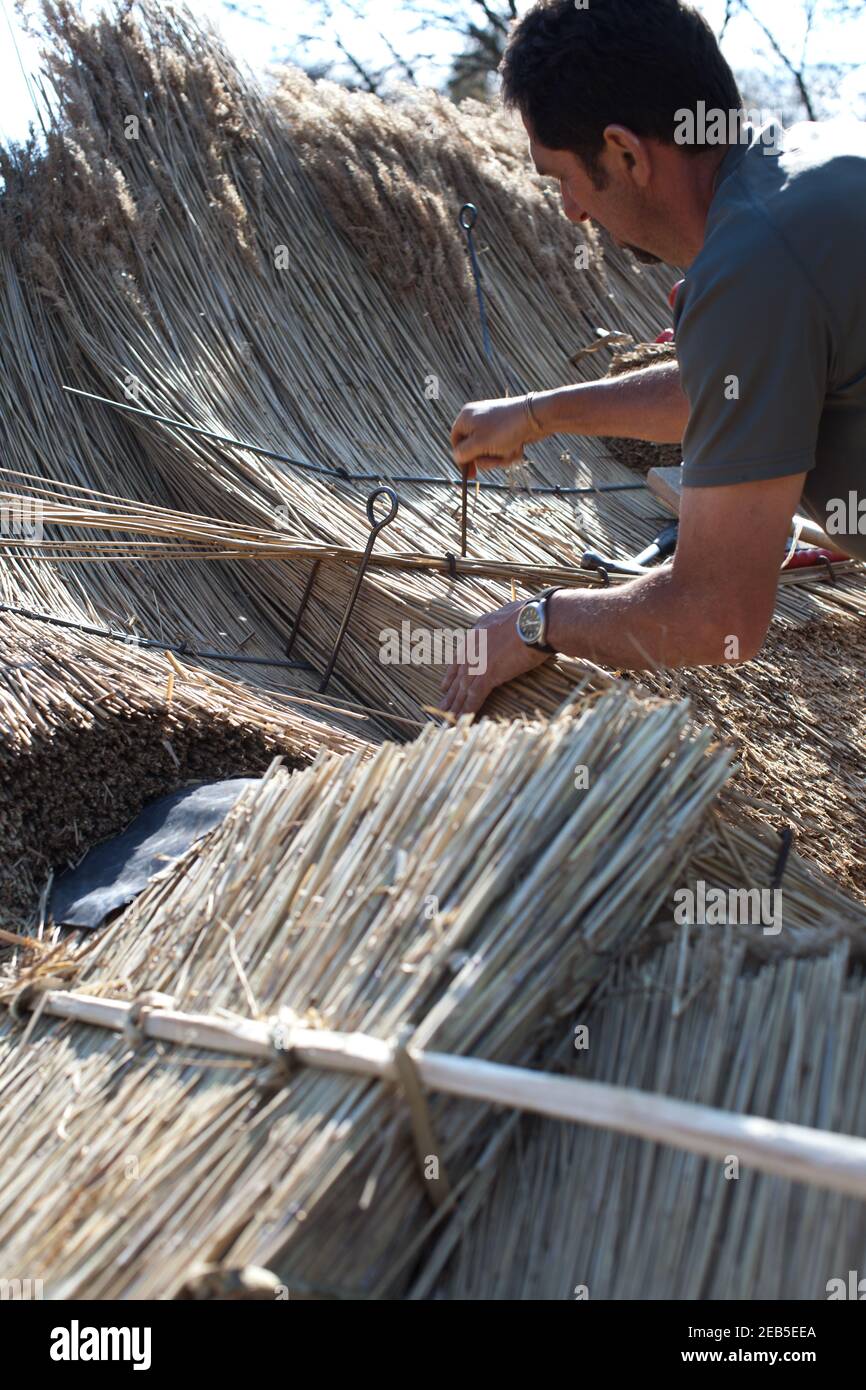 Thatching a Somerset cottage using wheat and traditional hazel spurs ...