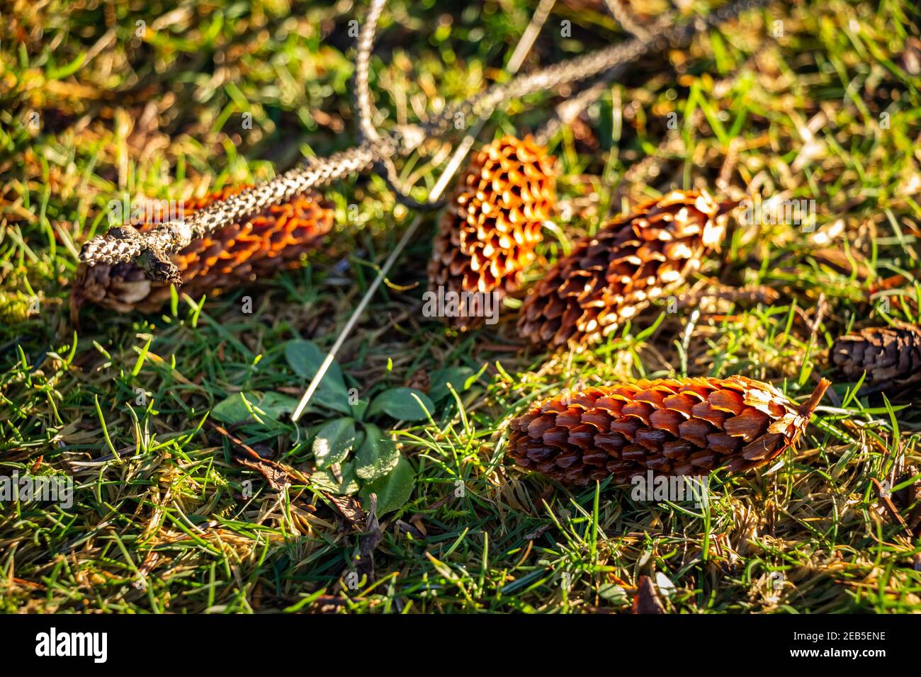 Pine tree seed dispersal hi-res stock photography and images - Alamy