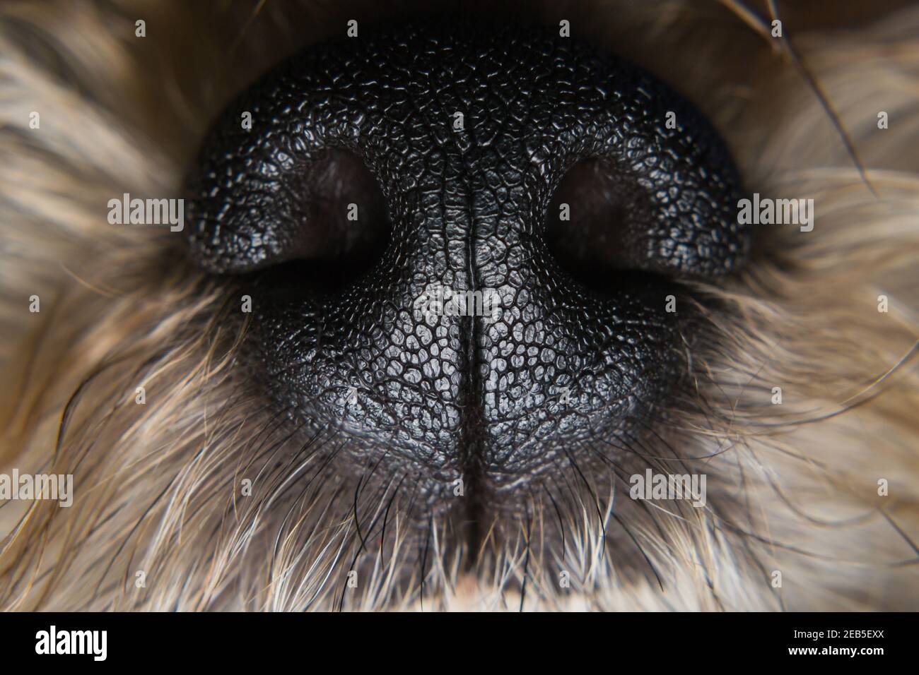 Tiny mammal photo hi-res stock photography and images - Alamy