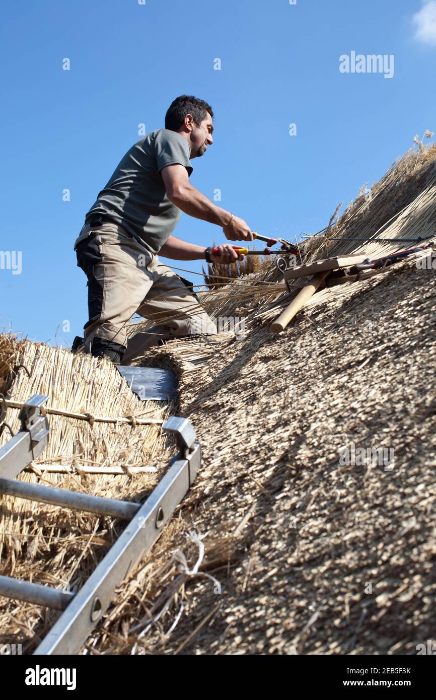Thatching a Somerset cottage using wheat and traditional hazel spurs ...