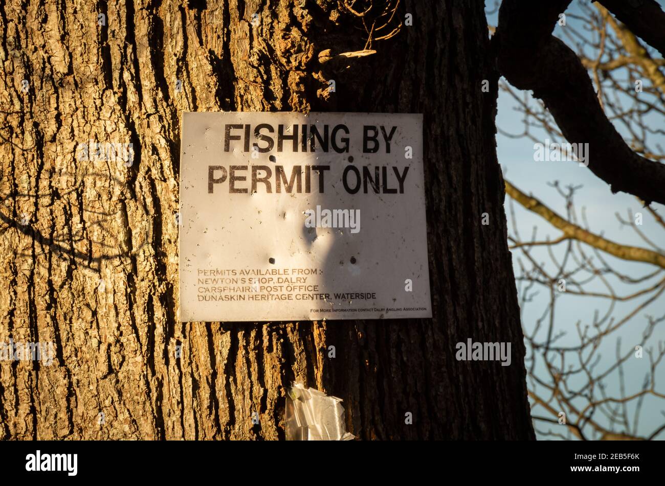 Permit fish hi-res stock photography and images - Alamy