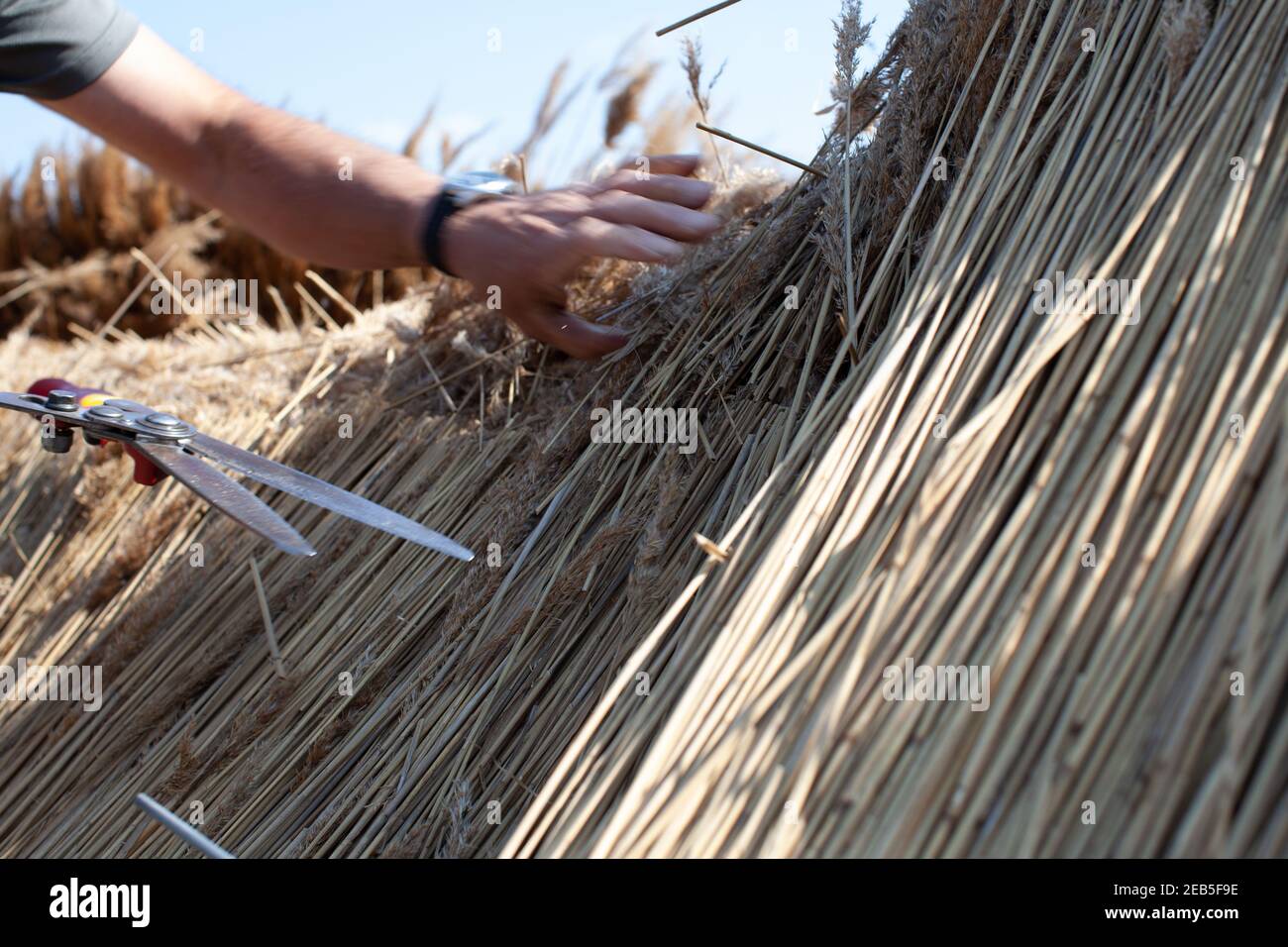 Thatching a Somerset cottage using wheat and traditional hazel spurs ...