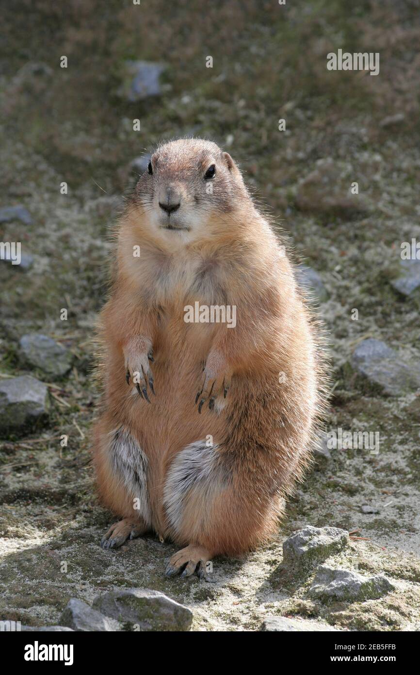 Cute Prairie Dog Sitting Up Stock Photo - Alamy