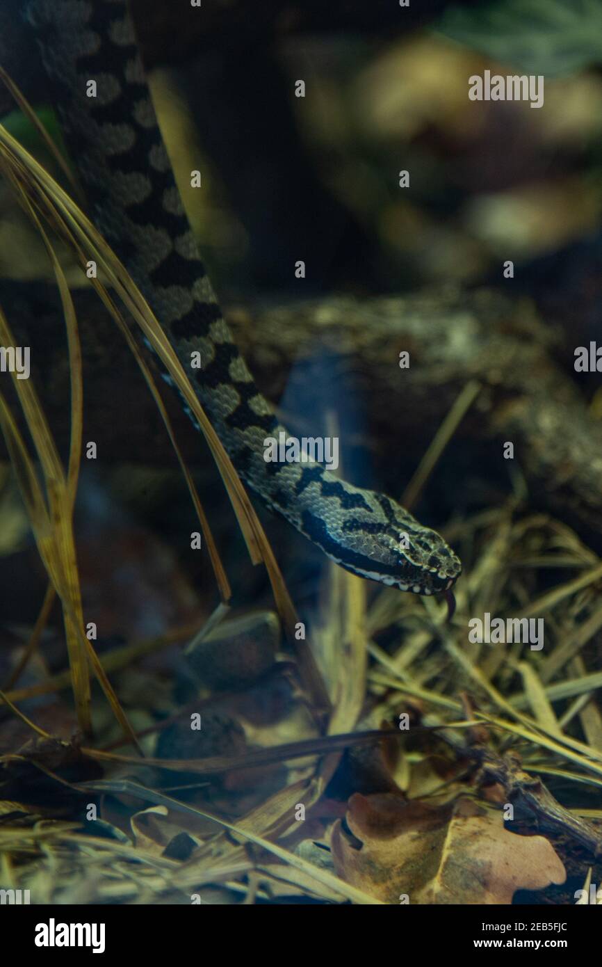 Viper snake in a terrarium Stock Photo - Alamy