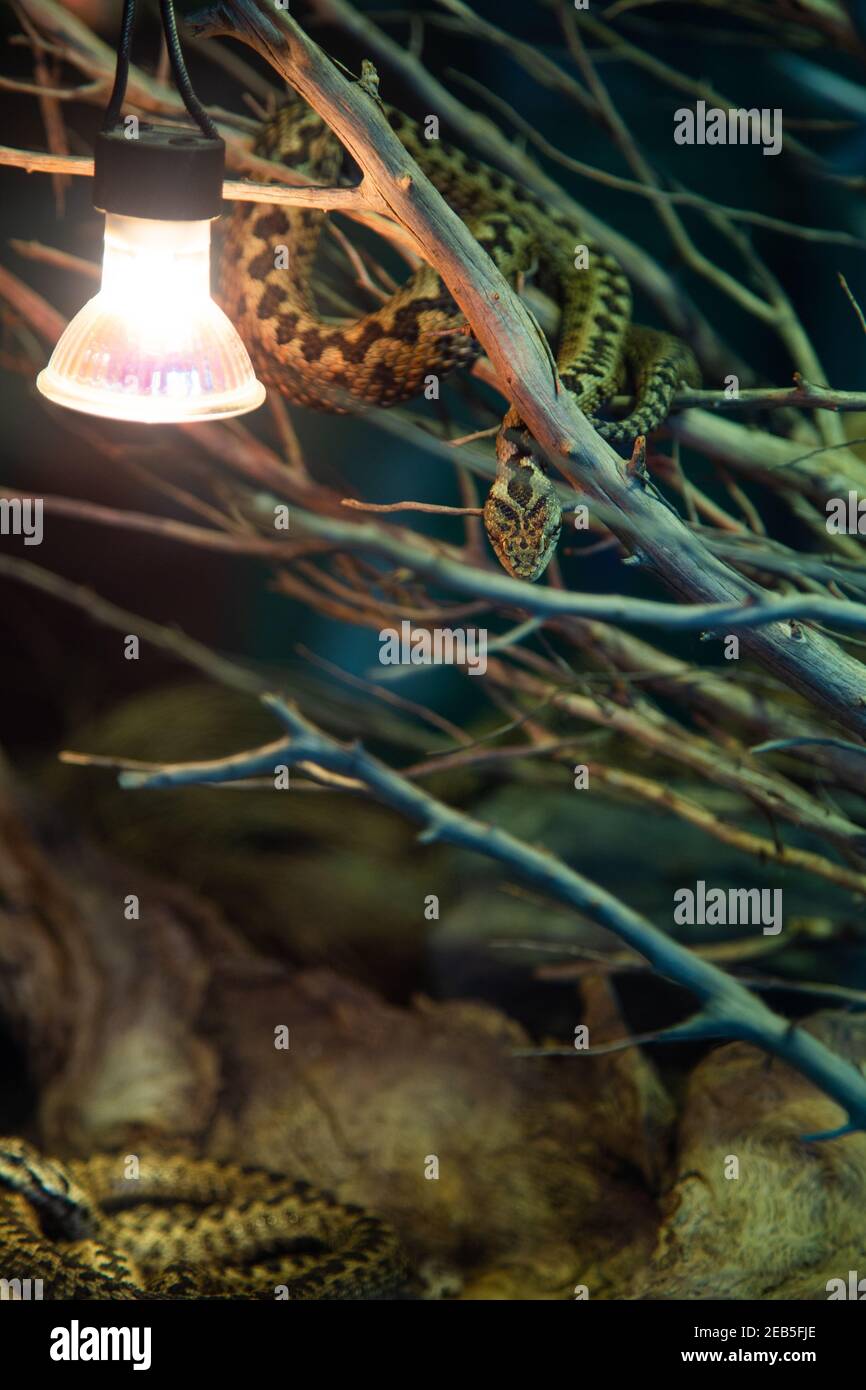 Viper snake in a terrarium Stock Photo - Alamy