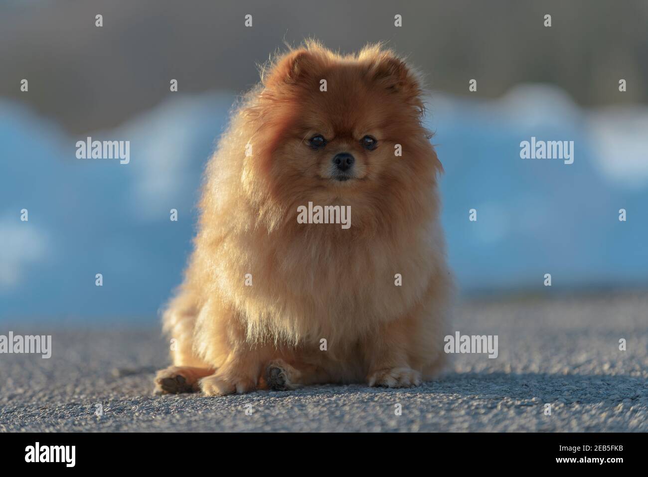 Cute Pomeranian dog sitting outside and looking at camera Stock Photo ...