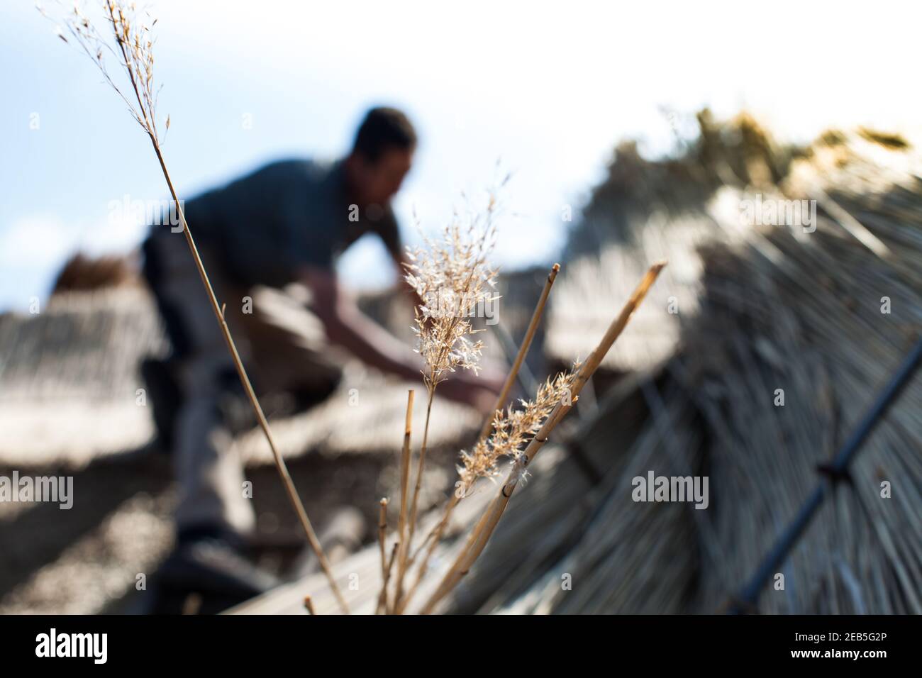 Thatching a Somerset cottage using wheat and traditional hazel spurs ...