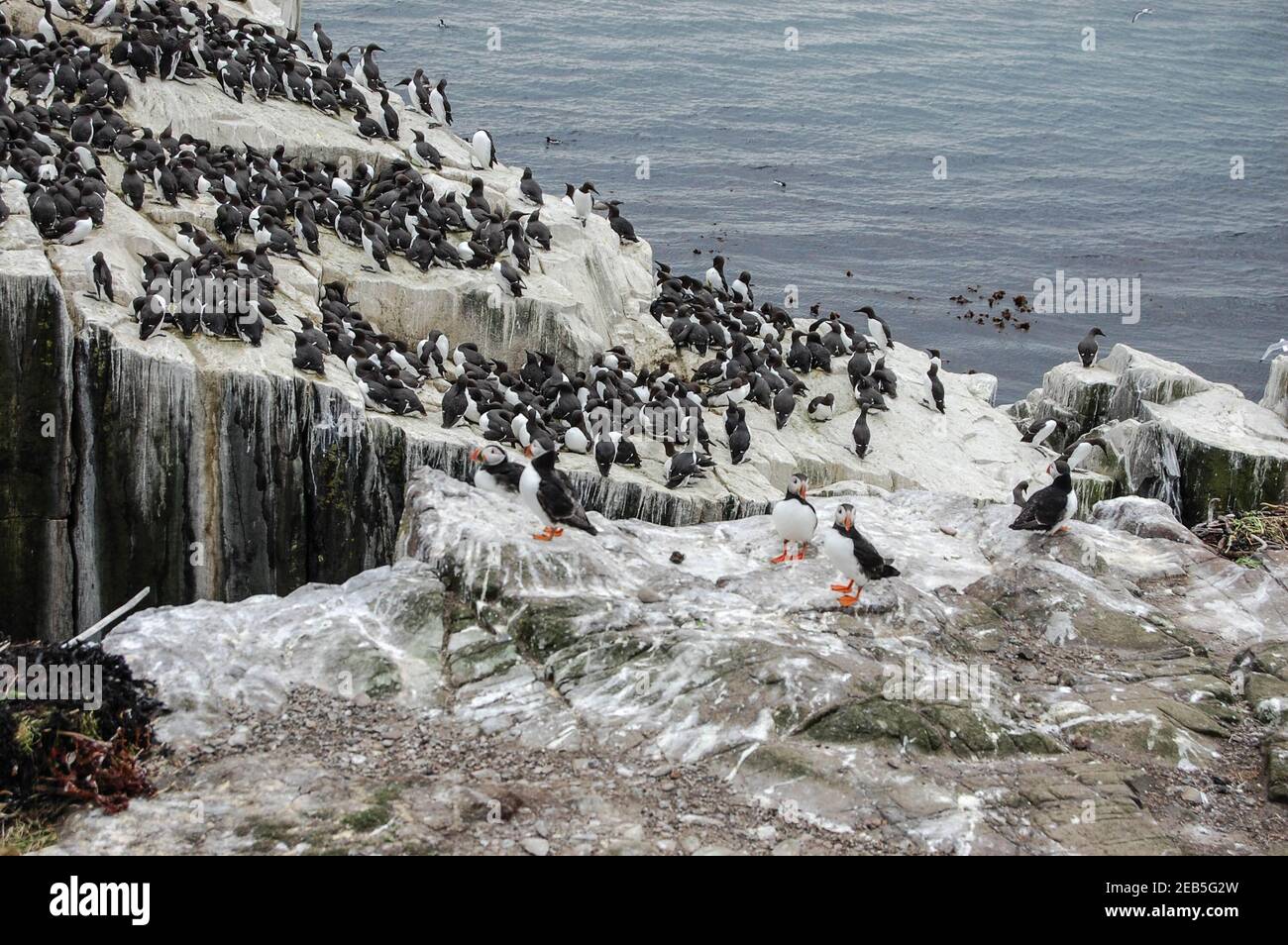Puffins Fern Island Northumberland Stock Photo - Alamy
