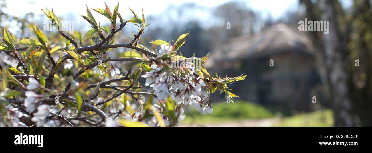 Thatching a Somerset cottage using wheat and traditional hazel spurs ...