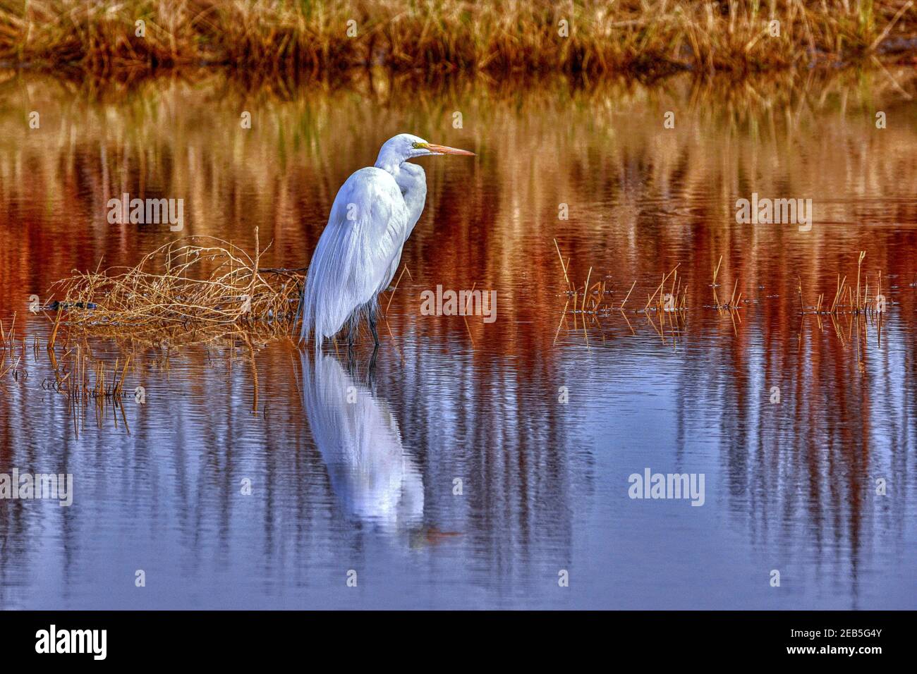 Wading in a reflective pond Stock Photo - Alamy