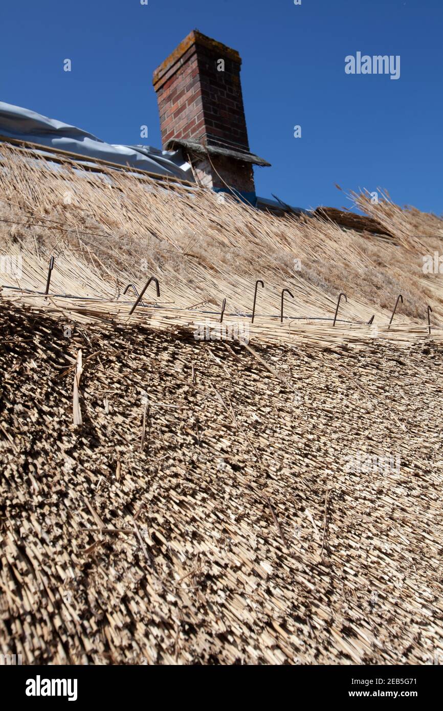 Thatching a Somerset cottage using wheat and traditional hazel spurs ...