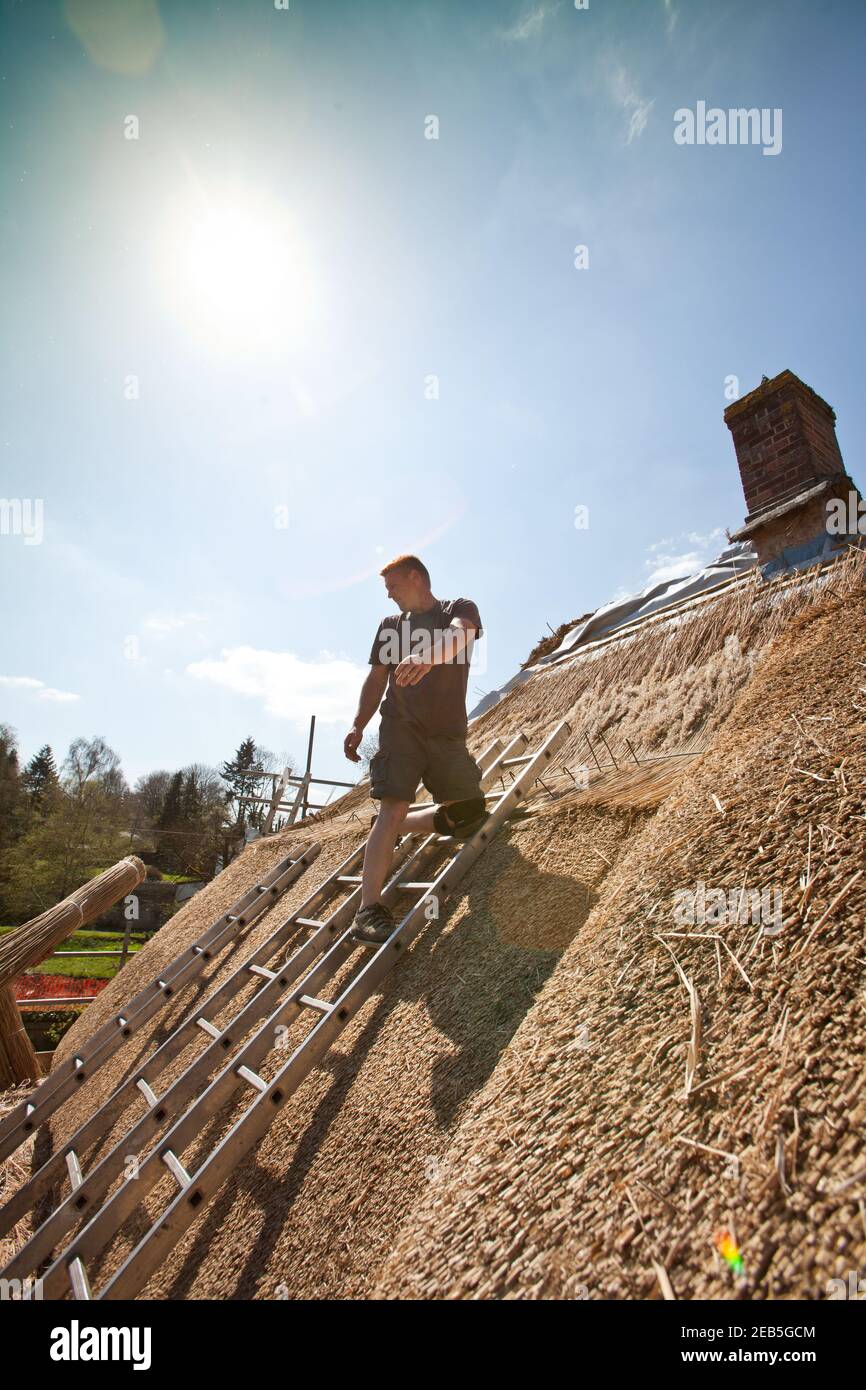 Thatching a Somerset cottage using wheat and traditional hazel spurs ...