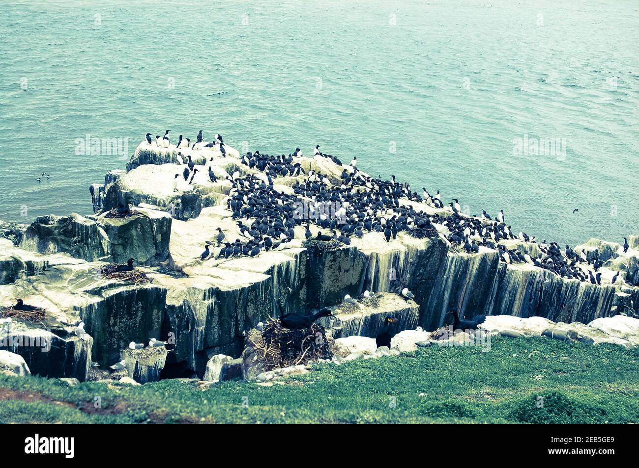 Puffin Fern Island Northumberland Stock Photo - Alamy